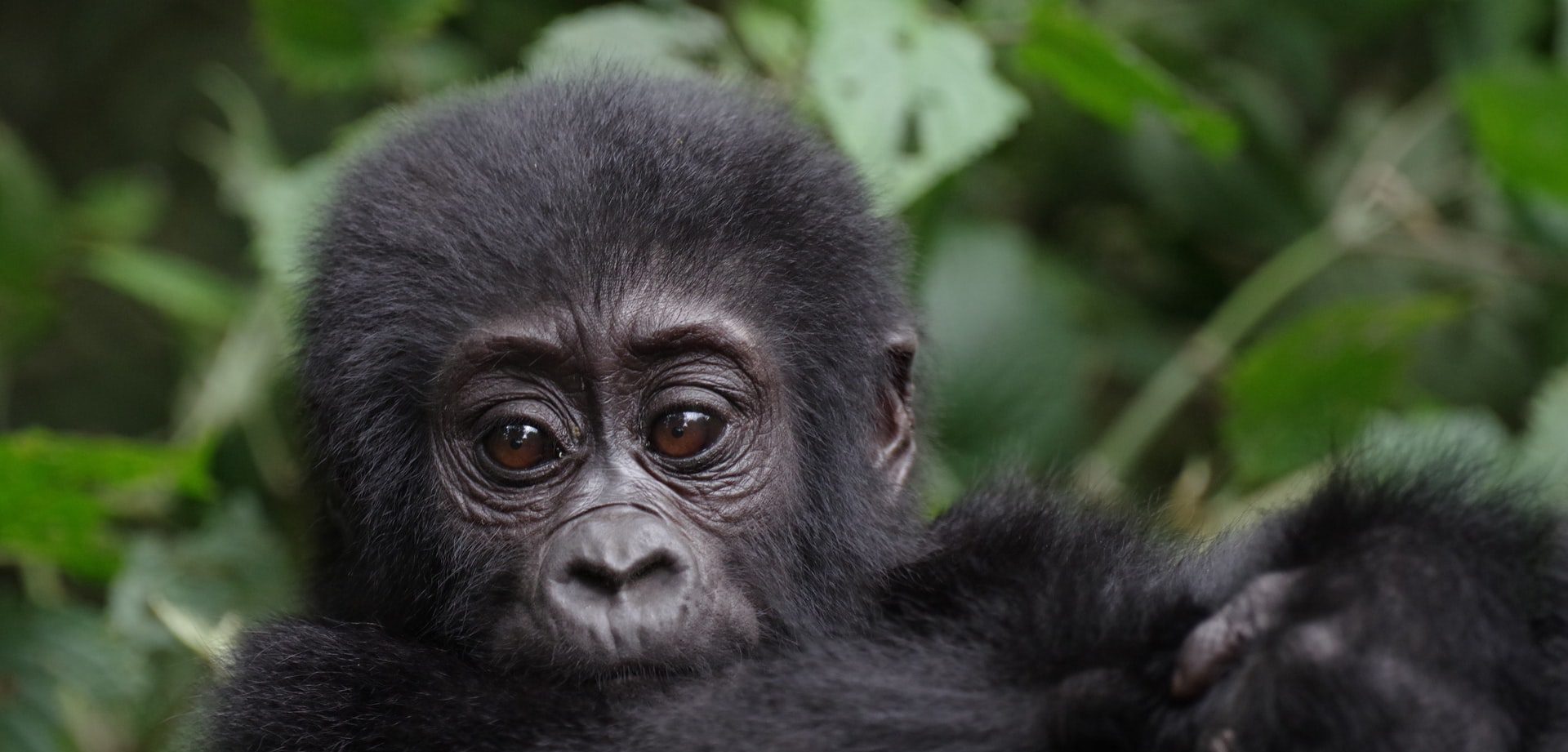 2-Day Rwanda Gorilla Trekking Tour to Volcanoes NP