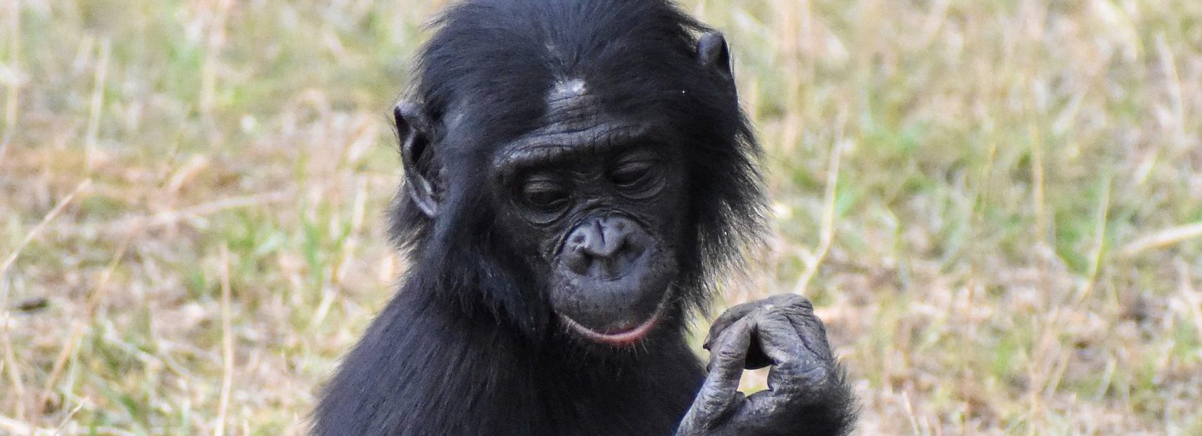 Bonobo Chimpanzee Trekking in D.R. Congo | 3-Day Safari